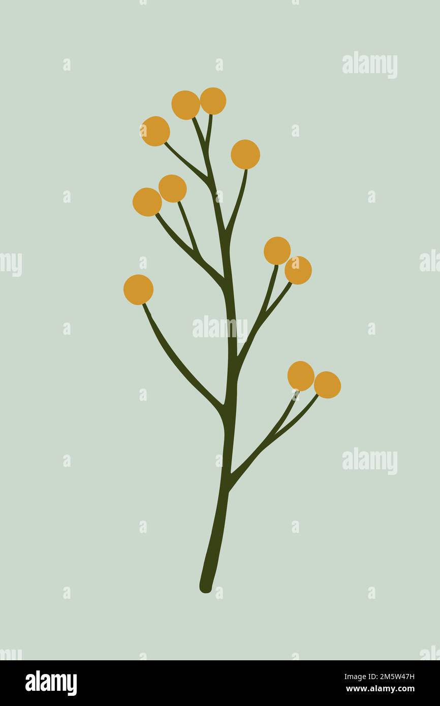 Eucalyptus on a green background vector Stock Vector Image & Art - Alamy