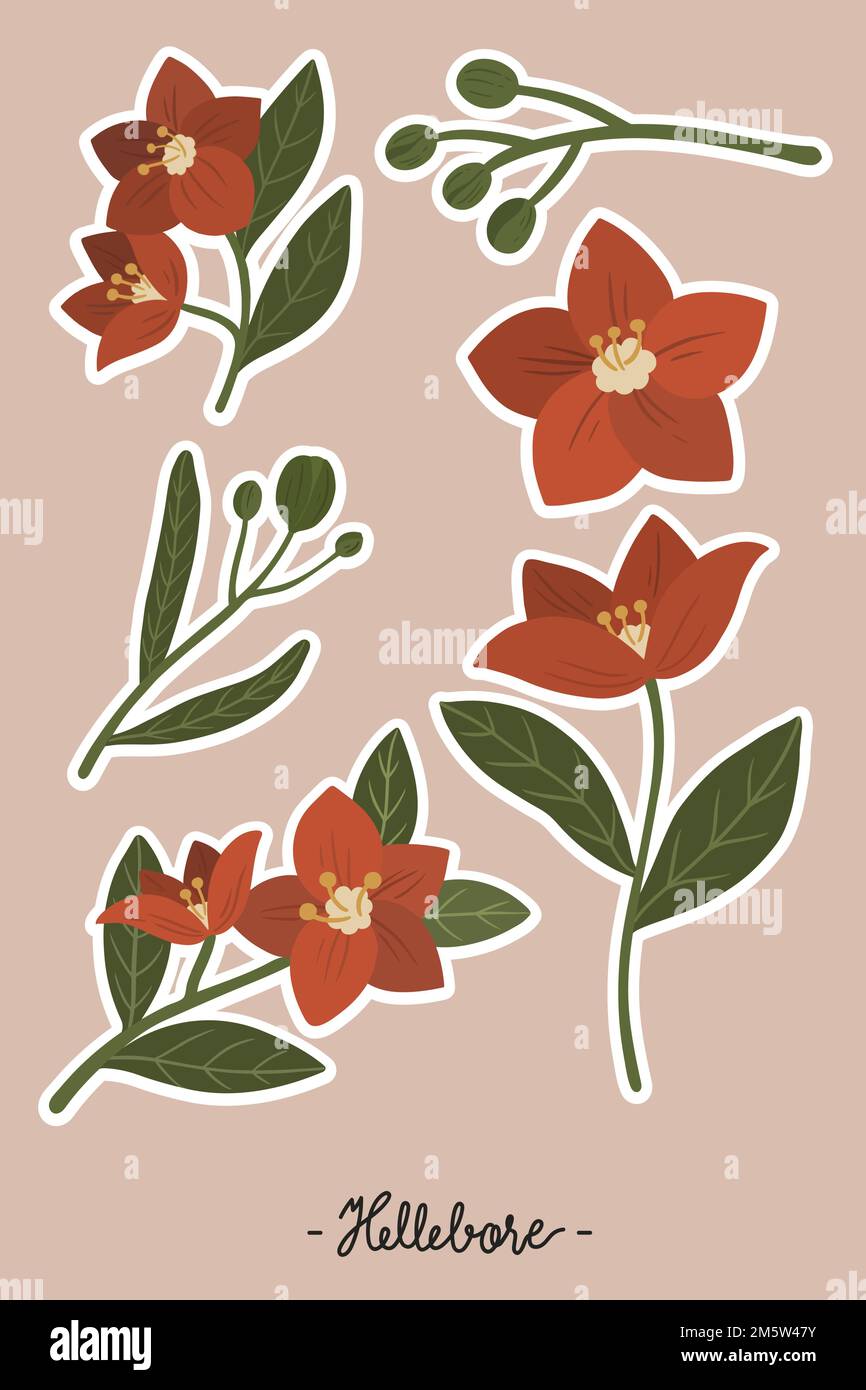 Red hellebore flower set vector Stock Vector Image & Art - Alamy