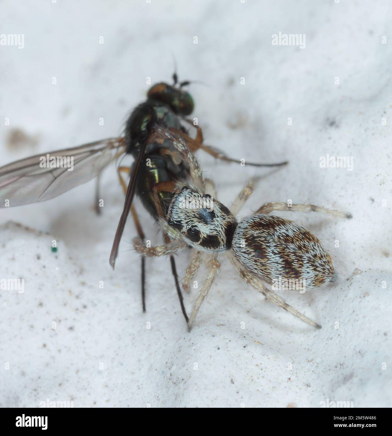 Jumping spider, family Salticidae. A spider eating its hunted prey, a ...