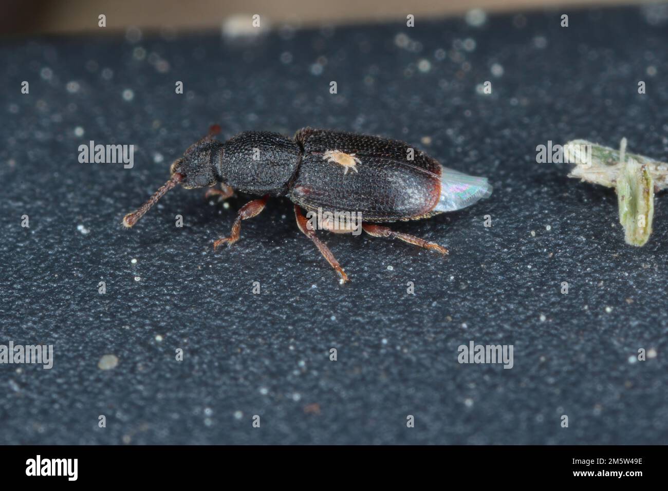 Grain mite tyrophagus putrescentiae mites hi-res stock photography and ...