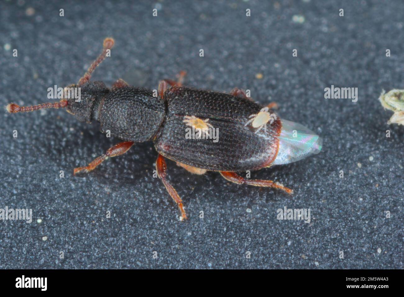 Flour mites hi-res stock photography and images - Alamy