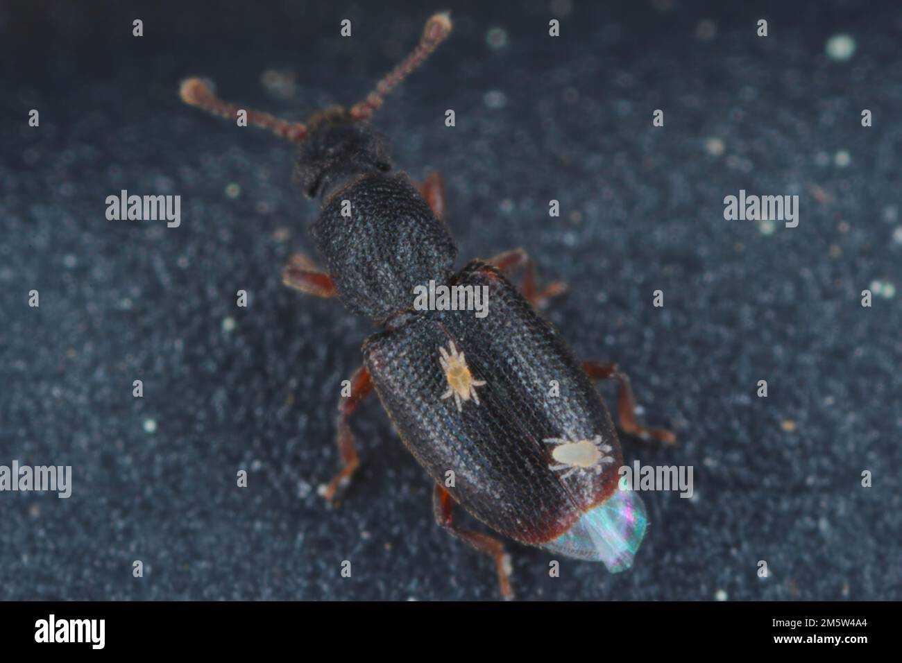 Grain mite tyrophagus putrescentiae mites hi-res stock photography and ...