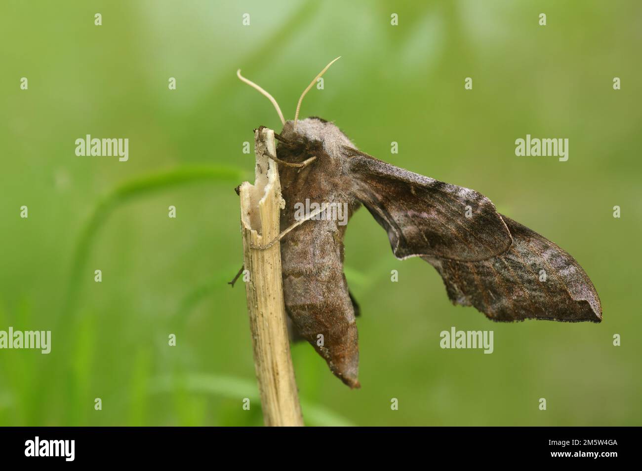 Detailed closeup on the large eyed hawk-moth, Smerinthus ocellatus ...