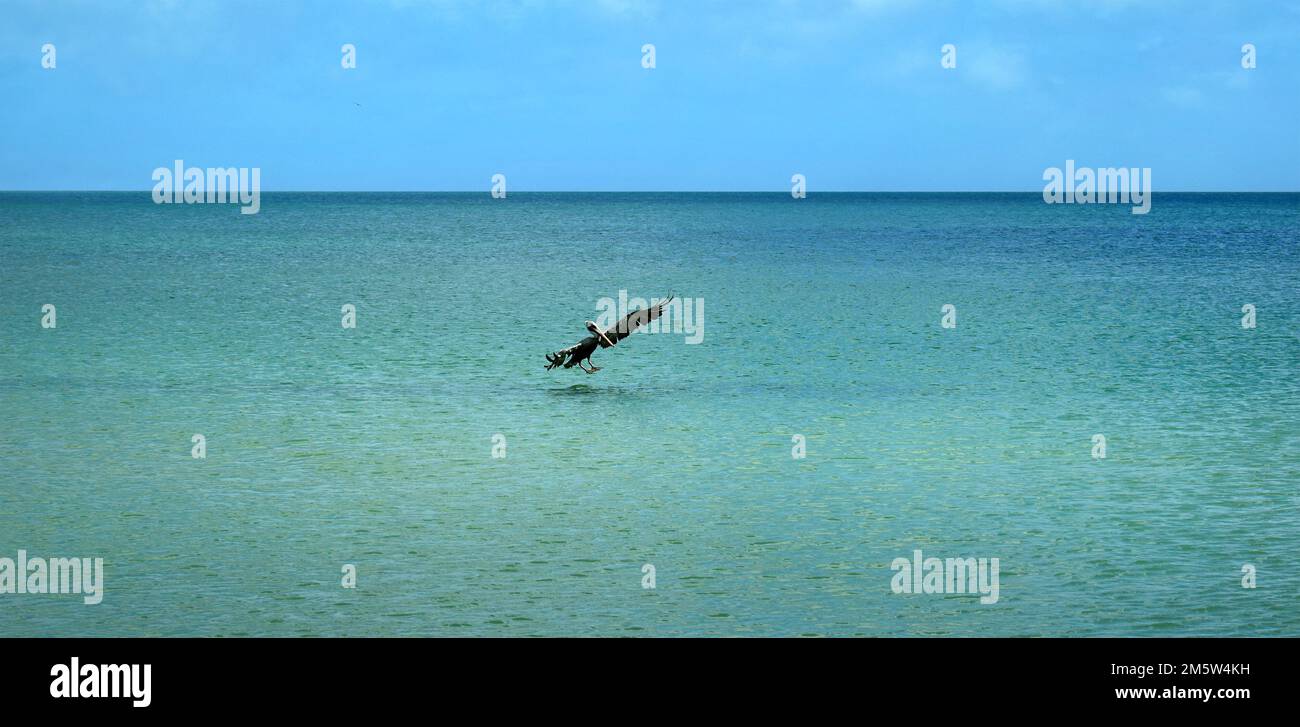 Pelican flying over the sea with wings wide, landing on the surface ...