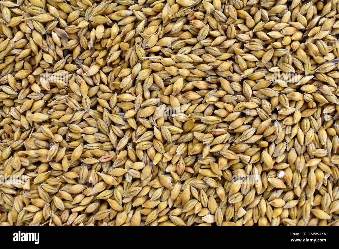 Barley grains as background, in husk, top view, detail Stock Photo - Alamy
