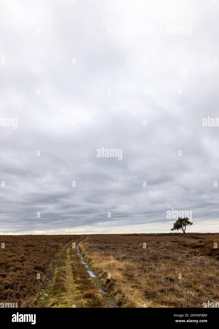 The lone tree at Egton on the North Yorkshire Moor on an overcast day ...
