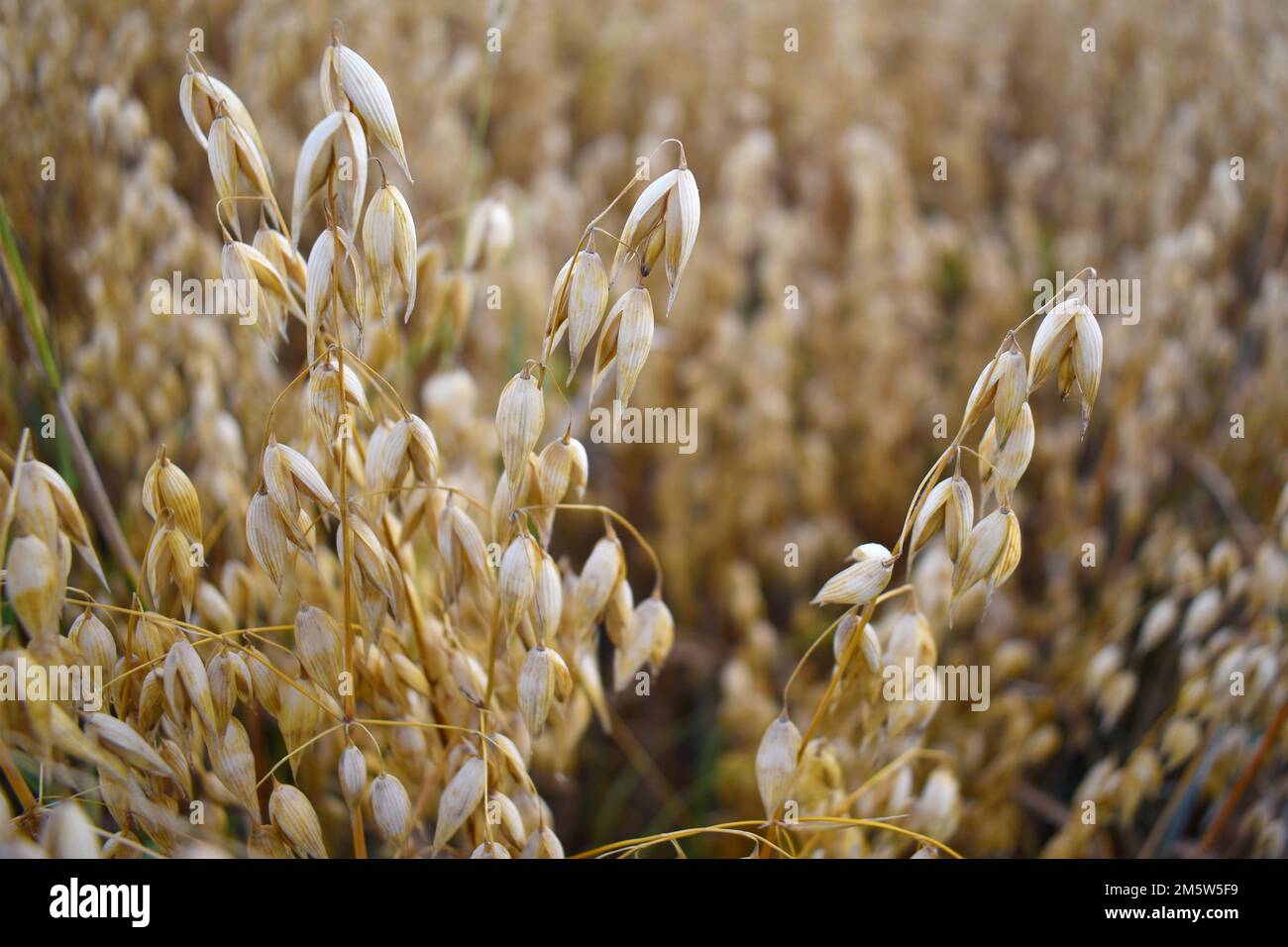 Oat ears in a field, ripe for harvesting, agricultural background Stock ...