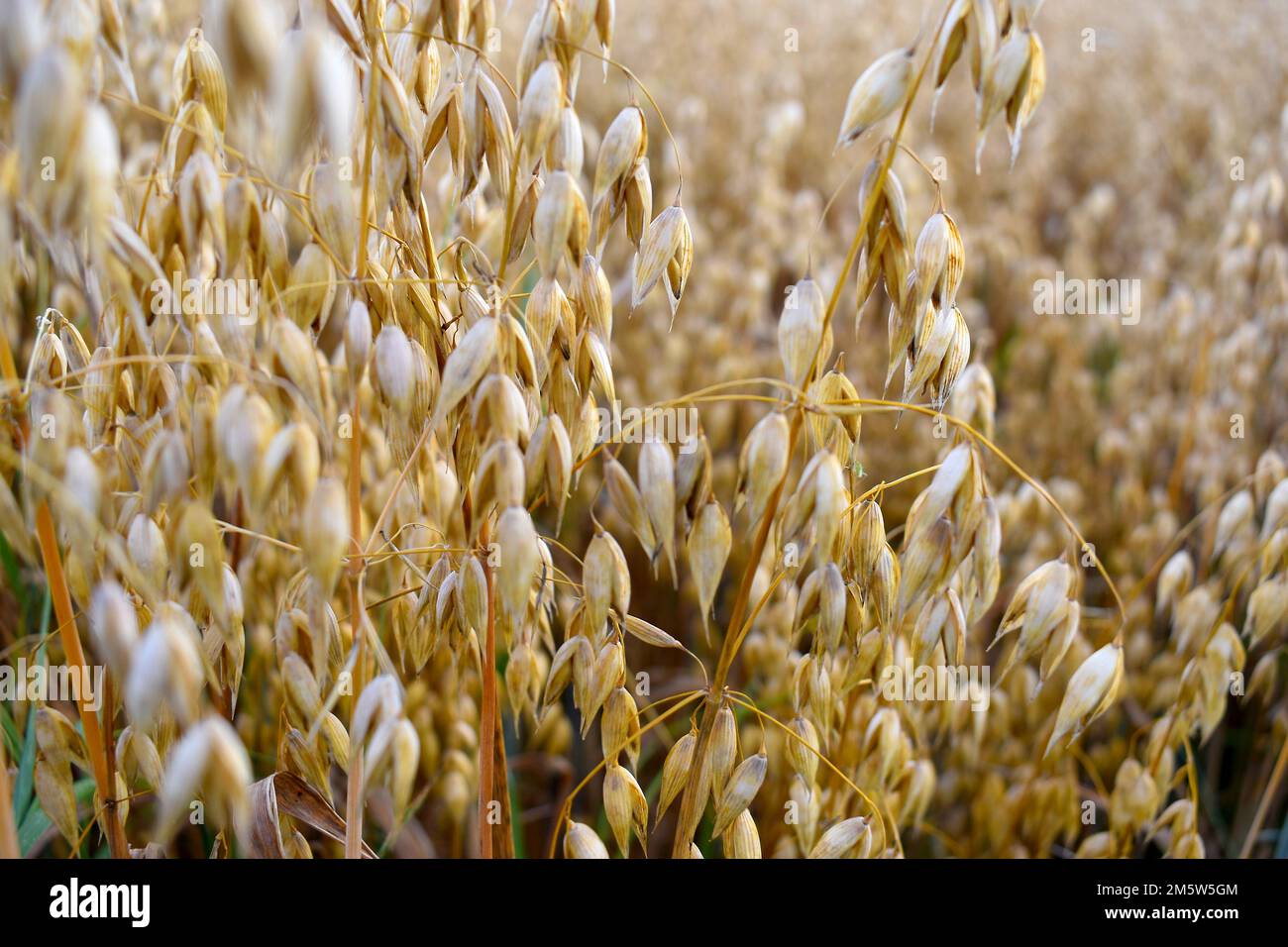 Oat ears in a field, ripe for harvesting, agricultural background Stock ...