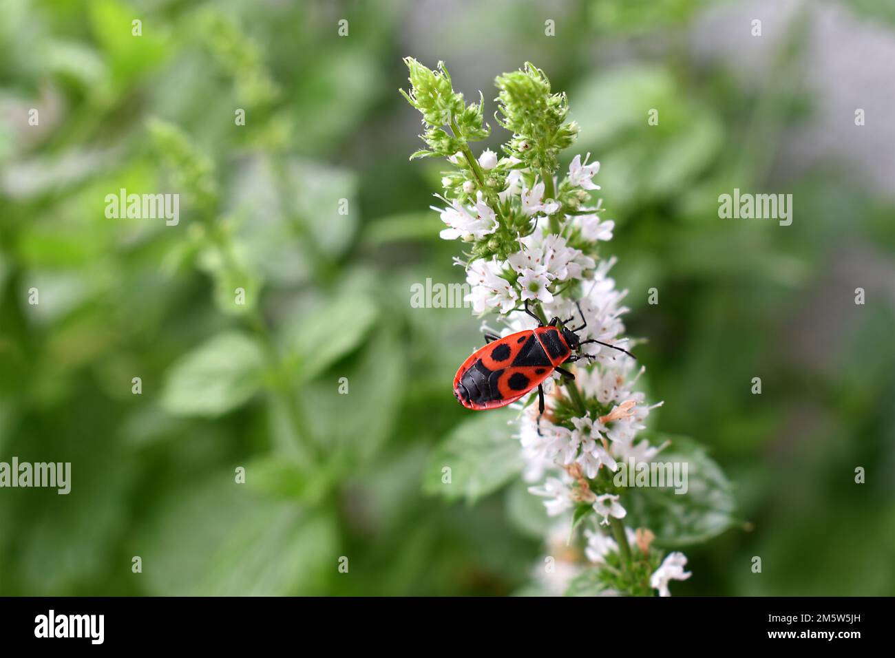 The firefly, Pyrrhocoris apterus is an insect of the firefly family on ...