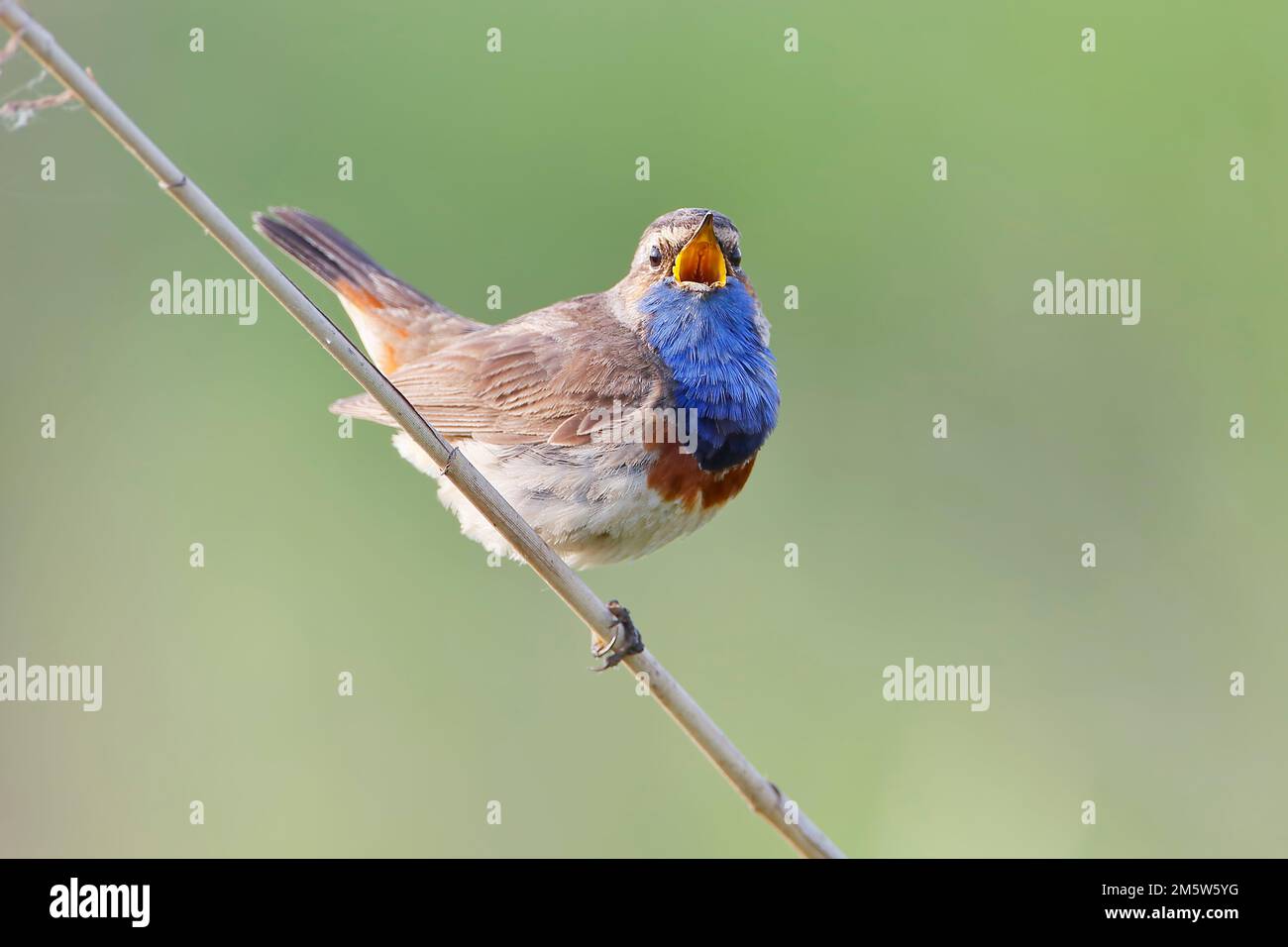 Bluethroat (Luscinia svecica) singing in reed, The Netherlands Stock ...