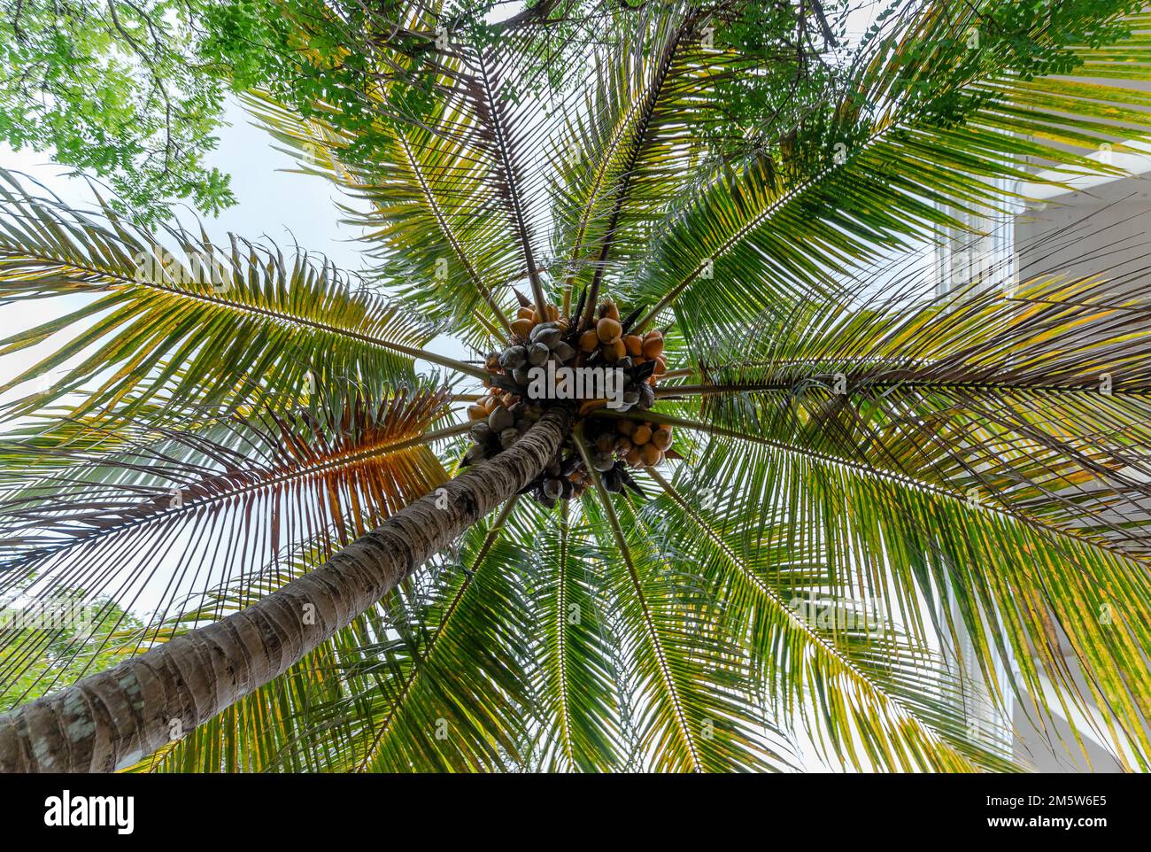 Mapou, Mauritius View of Château de Labourdonnais. The Labourdonnais ...