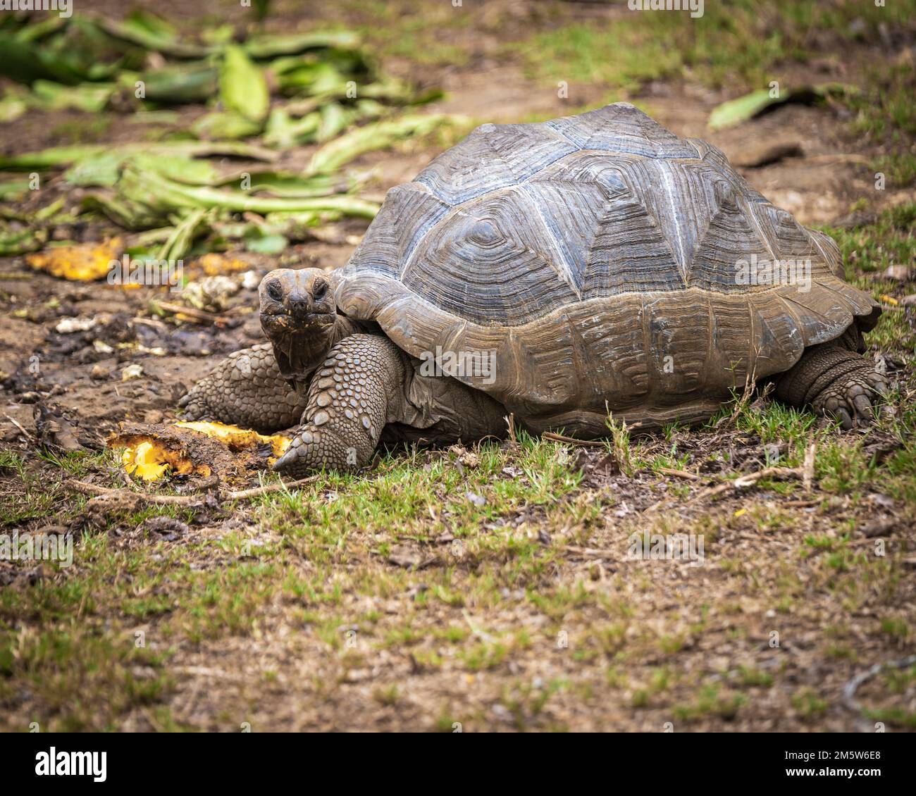 Mapou, Mauritius View of Château de Labourdonnais. The Labourdonnais ...
