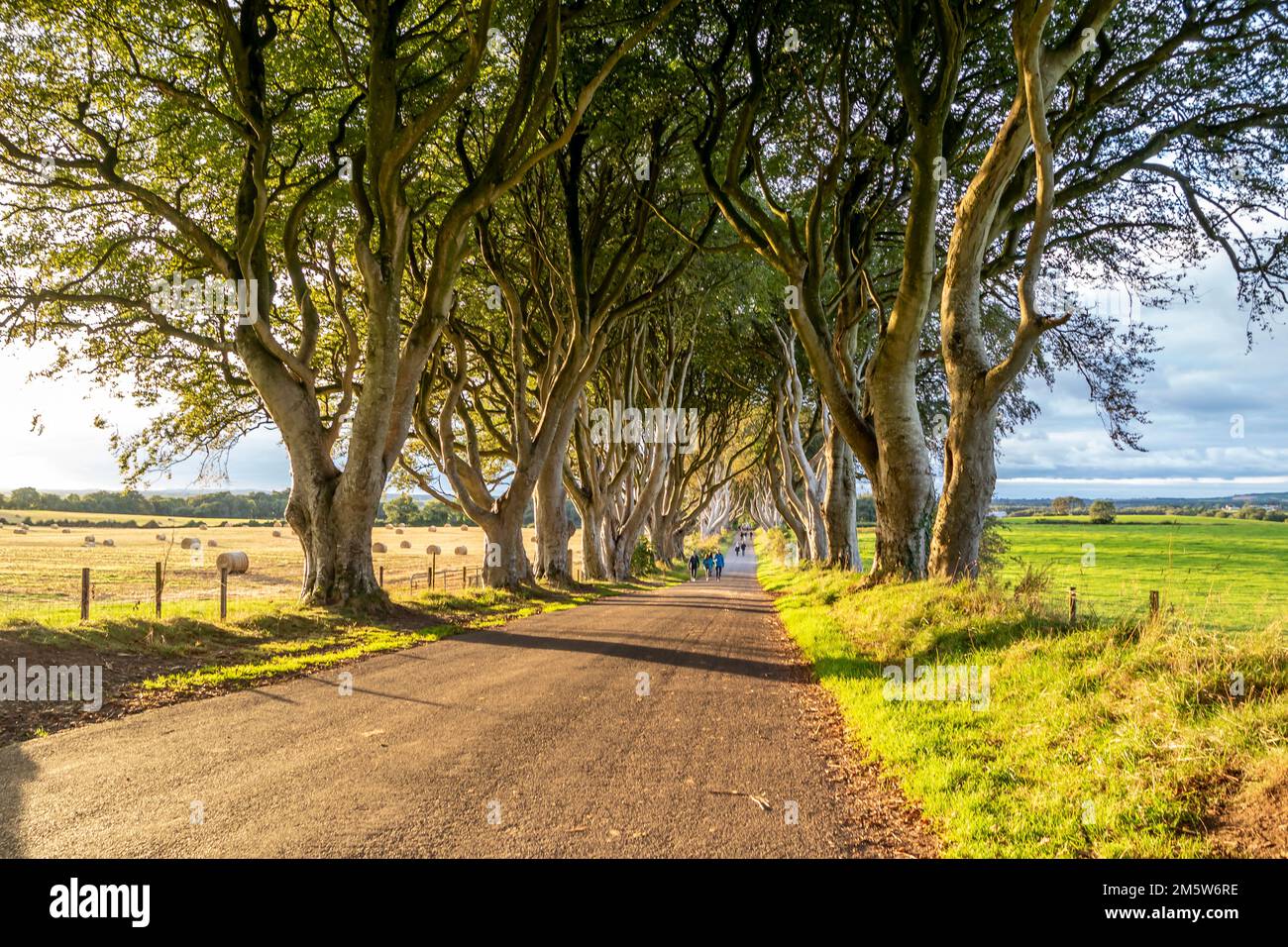 The Dark Hedges tree tunnel in Ballymoney, Northern Ireland, UK Stock ...