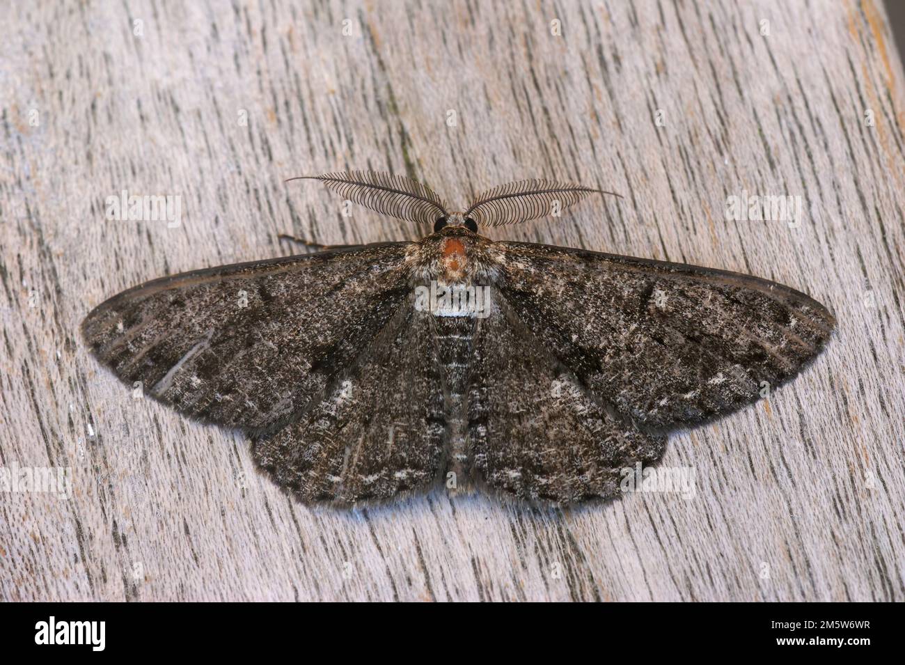 Detailed closeup on the great oak beauty geometer moth, Hypomecis ...