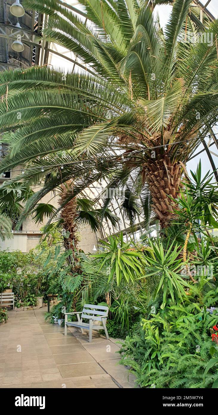 Tropical plants, palm trees and bench in botanical garden. Roof and ...