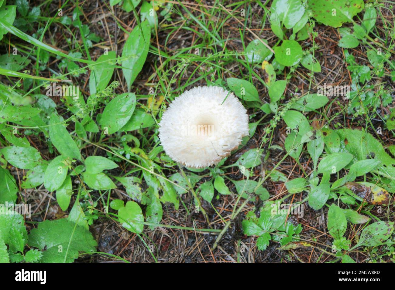 Mushroom flower hi-res stock photography and images - Alamy