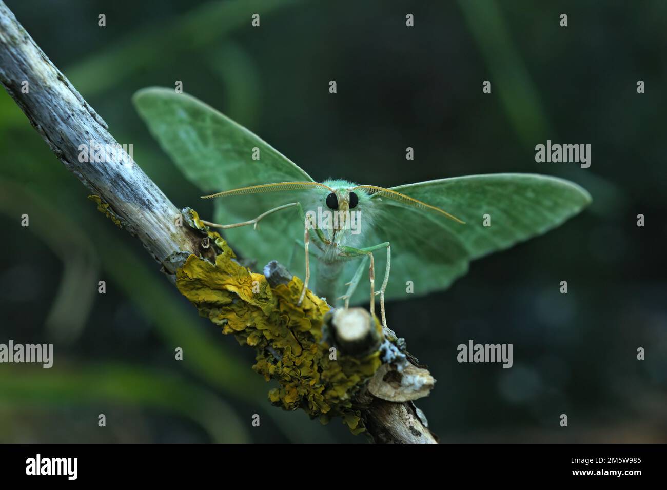 Natural nighttime frontal closeup on the Emerald geometer moth ...
