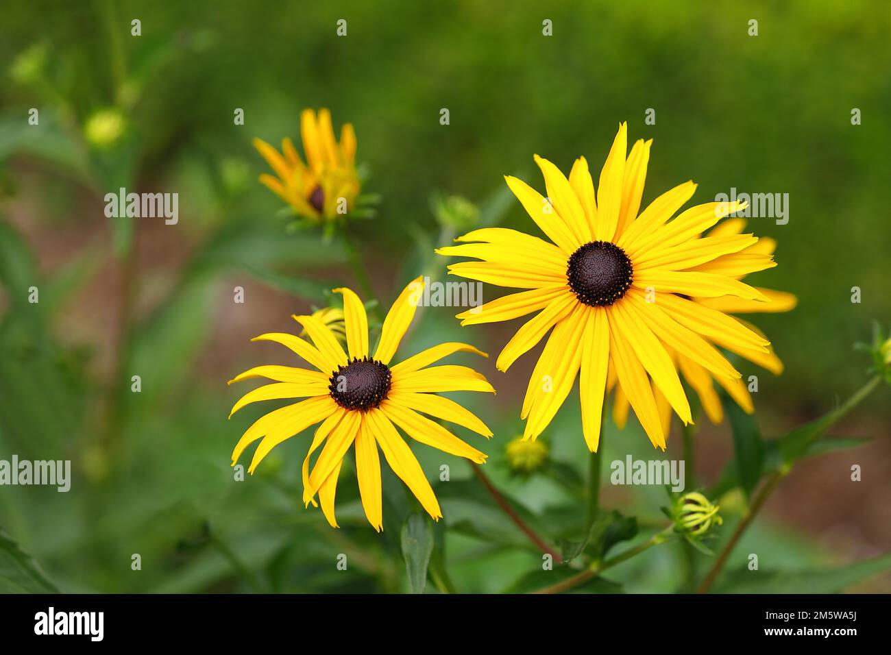 Echinacea paradoxa hi-res stock photography and images - Alamy