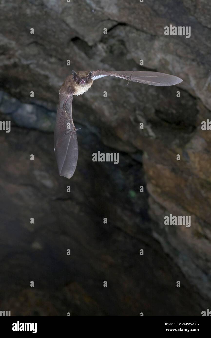 Daubenton's bat (Myotis daubentonii) flying out of the summer roost of ...