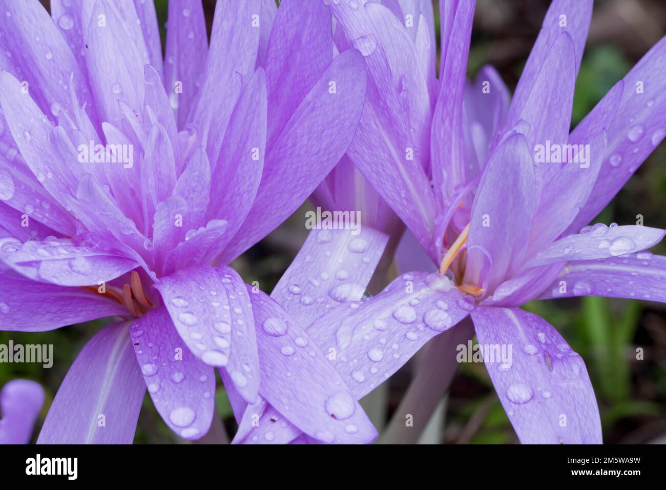 Autumn crocus (Colchicum speciosum Waterlily), Emsland, Lower Saxony ...
