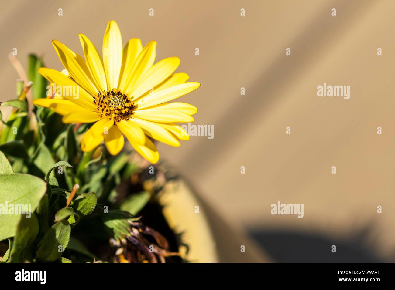 A closeup shot of a yellow flower with green leaves on a blurred ...
