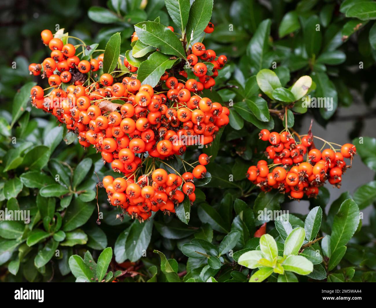 Scarlet firethorn (Pyracantha coccinea), North Rhine-Westphalia ...