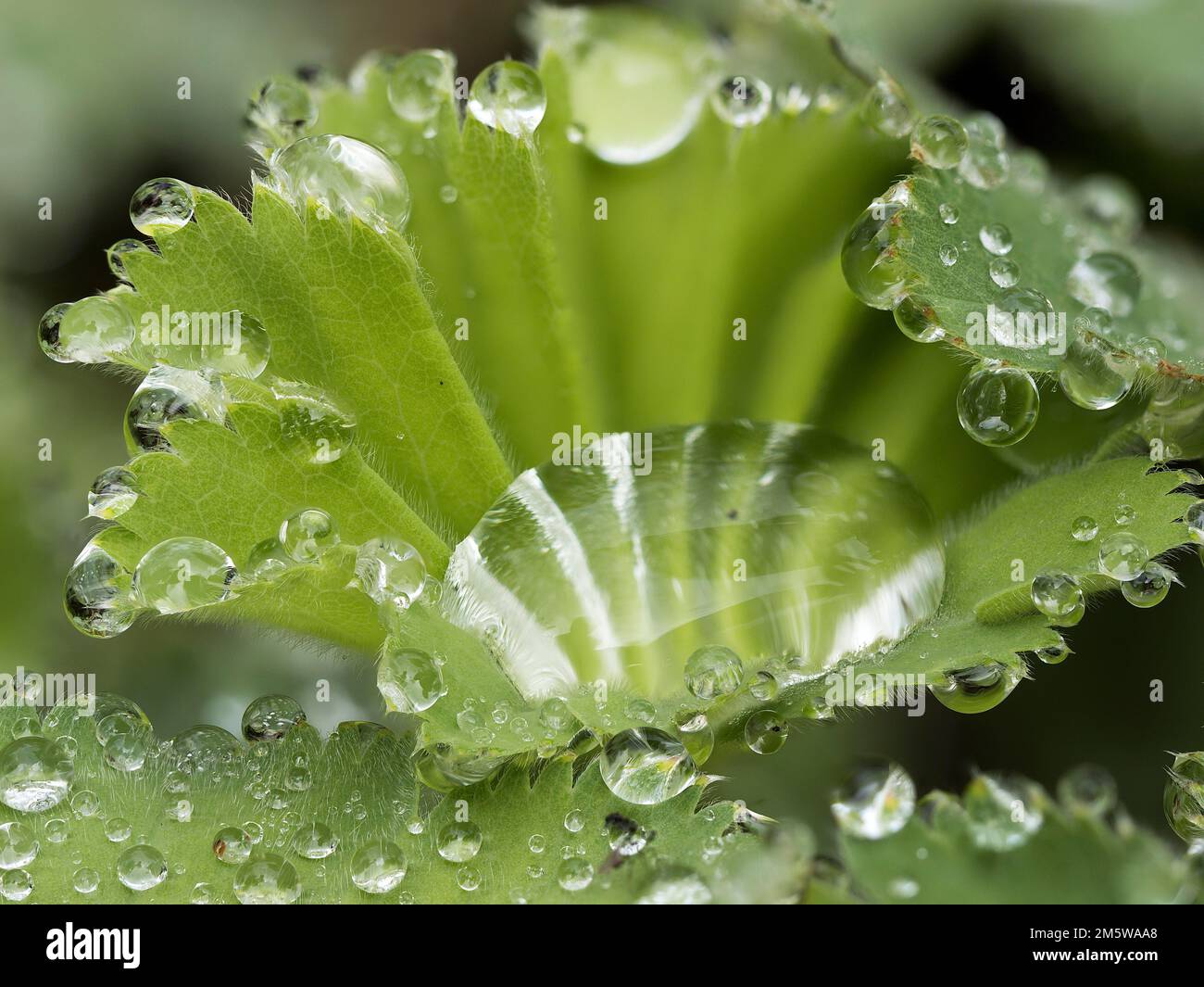 Leaf of garden lady's mantle (Alchemilla mollis) with raindrops, North ...