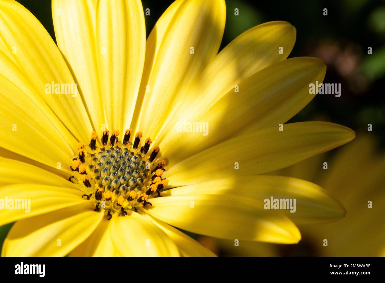 A closeup shot of a yellow flower with green leaves on a blurred ...