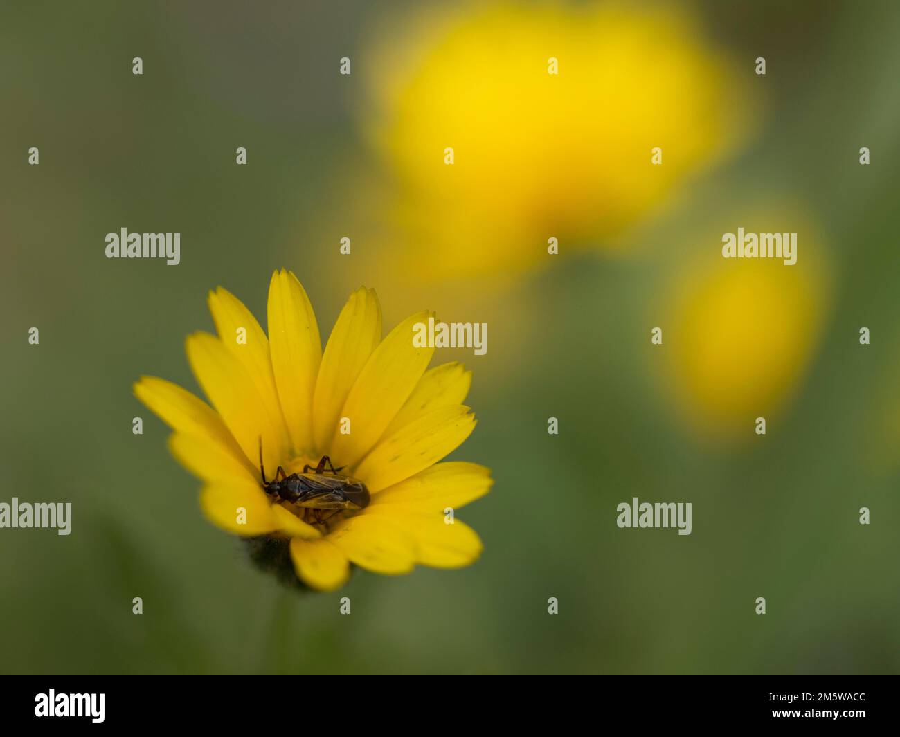 Rough hawksbeard (Crepis biennis), flower with necta sucking wild bee ...