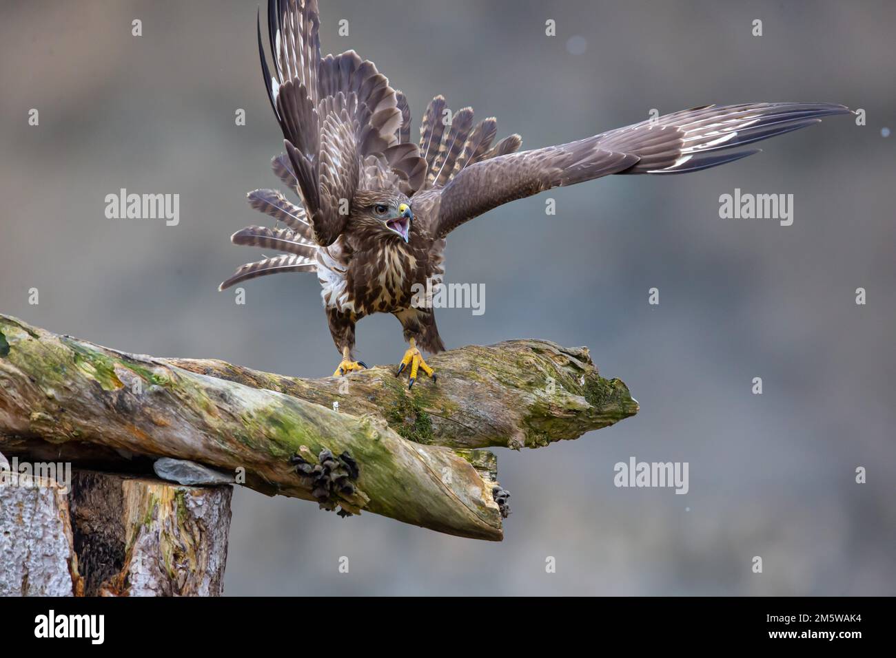 Steppe buzzard (Buteo buteo) in attack position, Germany Stock Photo ...