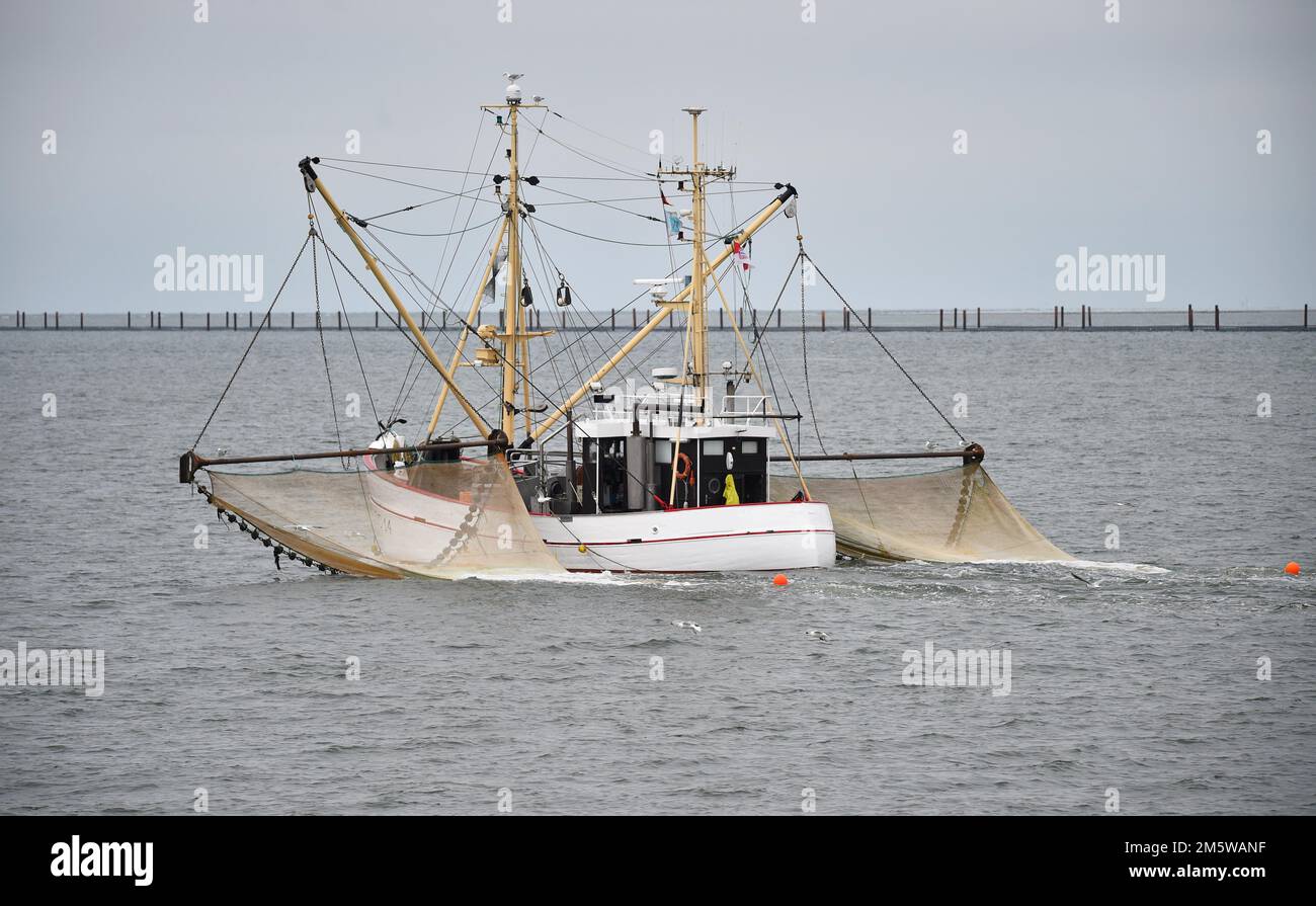 Crab cutter on a fishing trip in the Wadden Sea, Germany Stock Photo ...