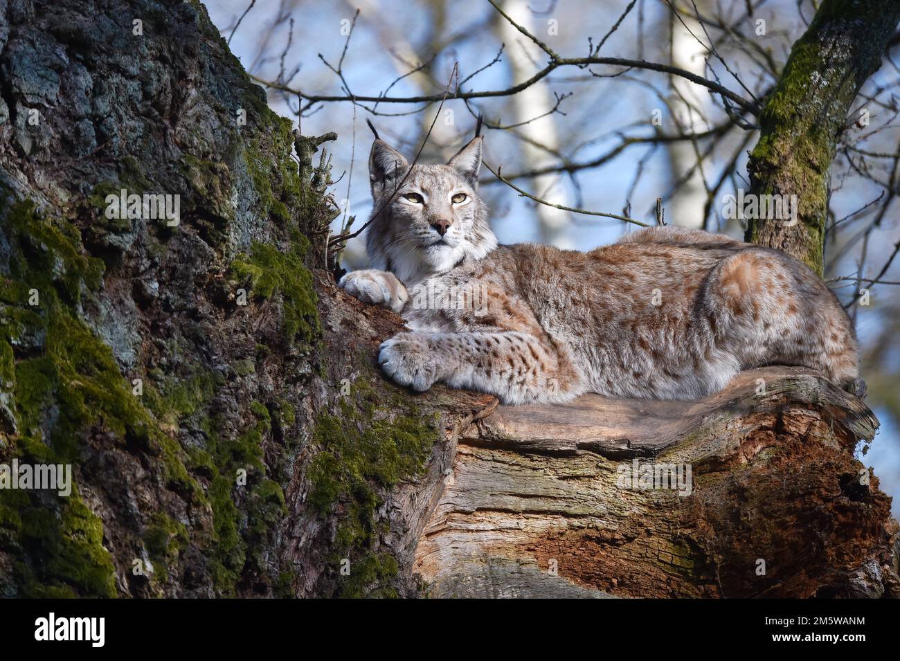 Lynxes (Lynx) lying on an old oak tree, Germany Stock Photo - Alamy
