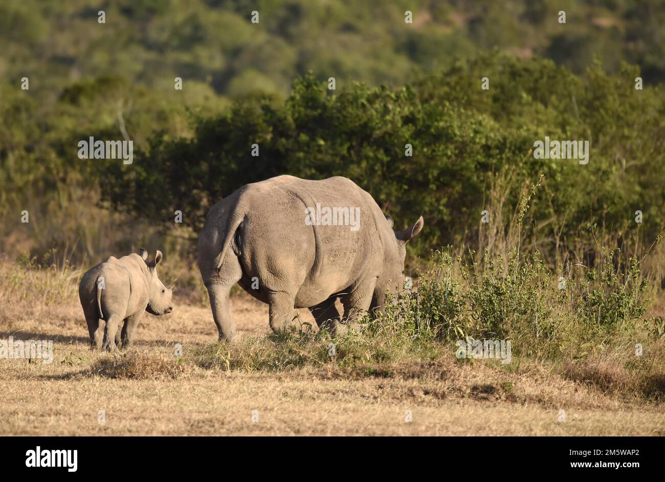 Rhino with offspring in Africa, Kenya Stock Photo - Alamy
