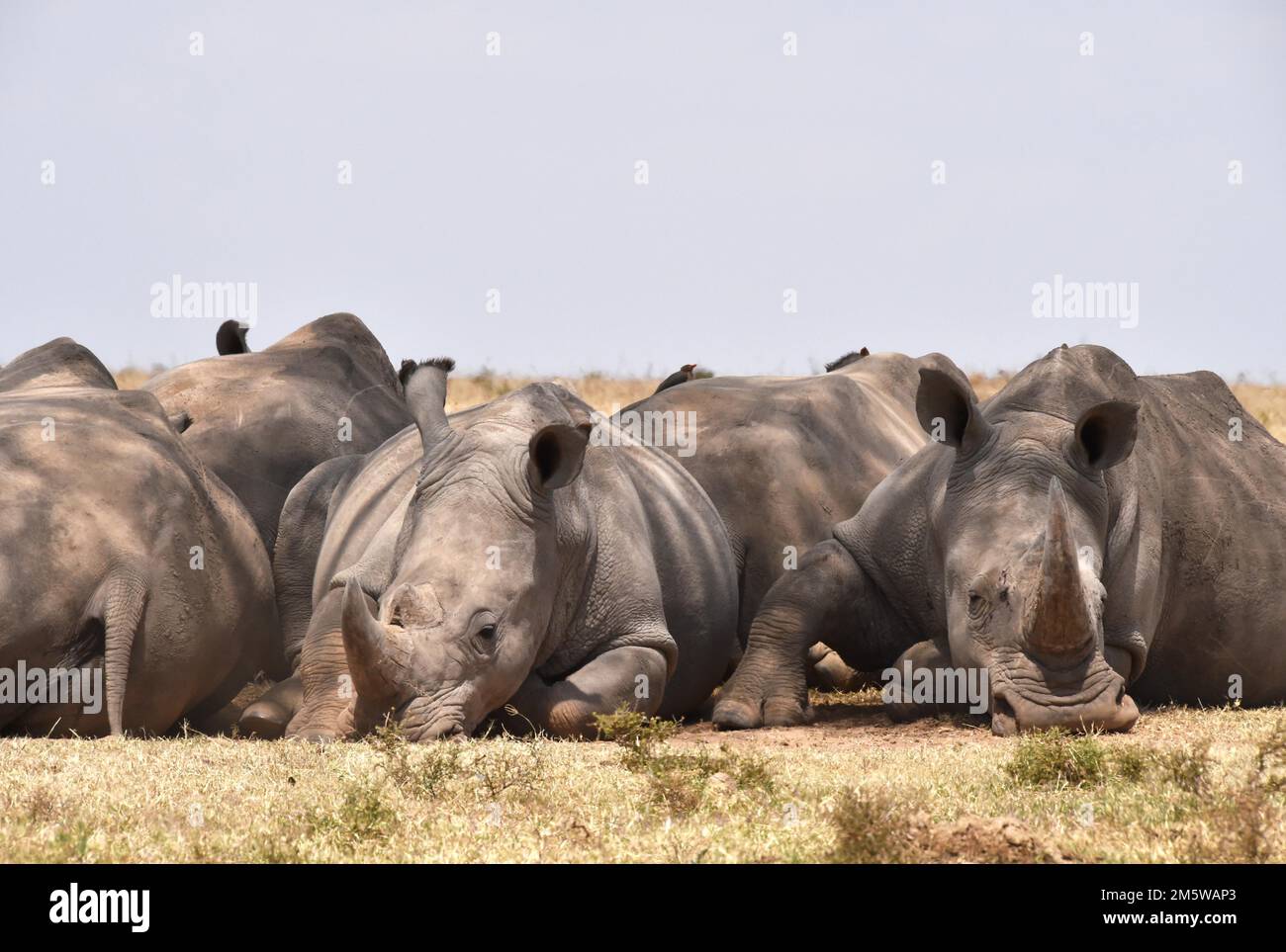 Rhino group resting in Africa, Kenya Stock Photo - Alamy