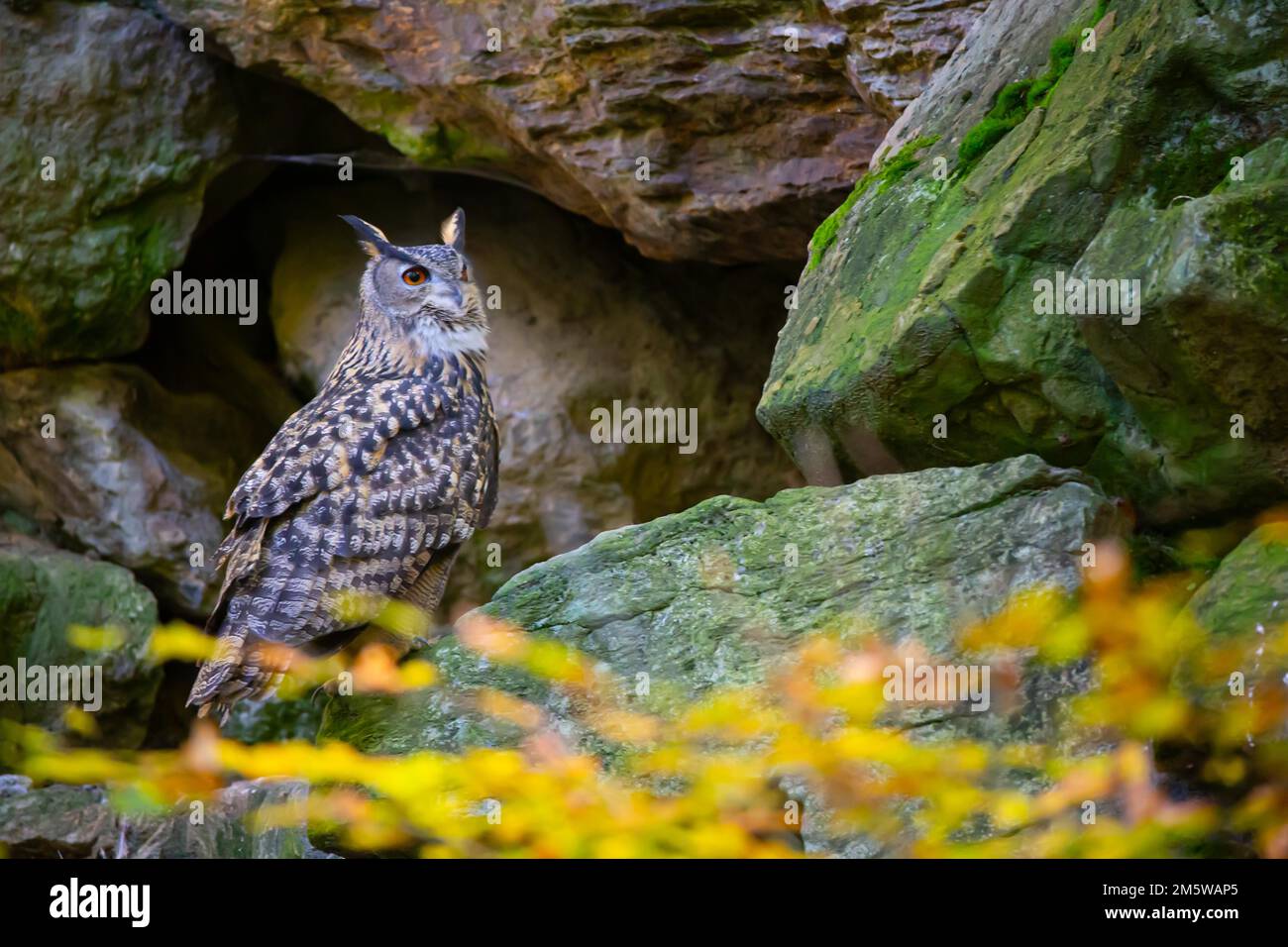 Eurasian eagle-owl (Bubo bubo) Bavaria, Germany, captive Stock Photo ...
