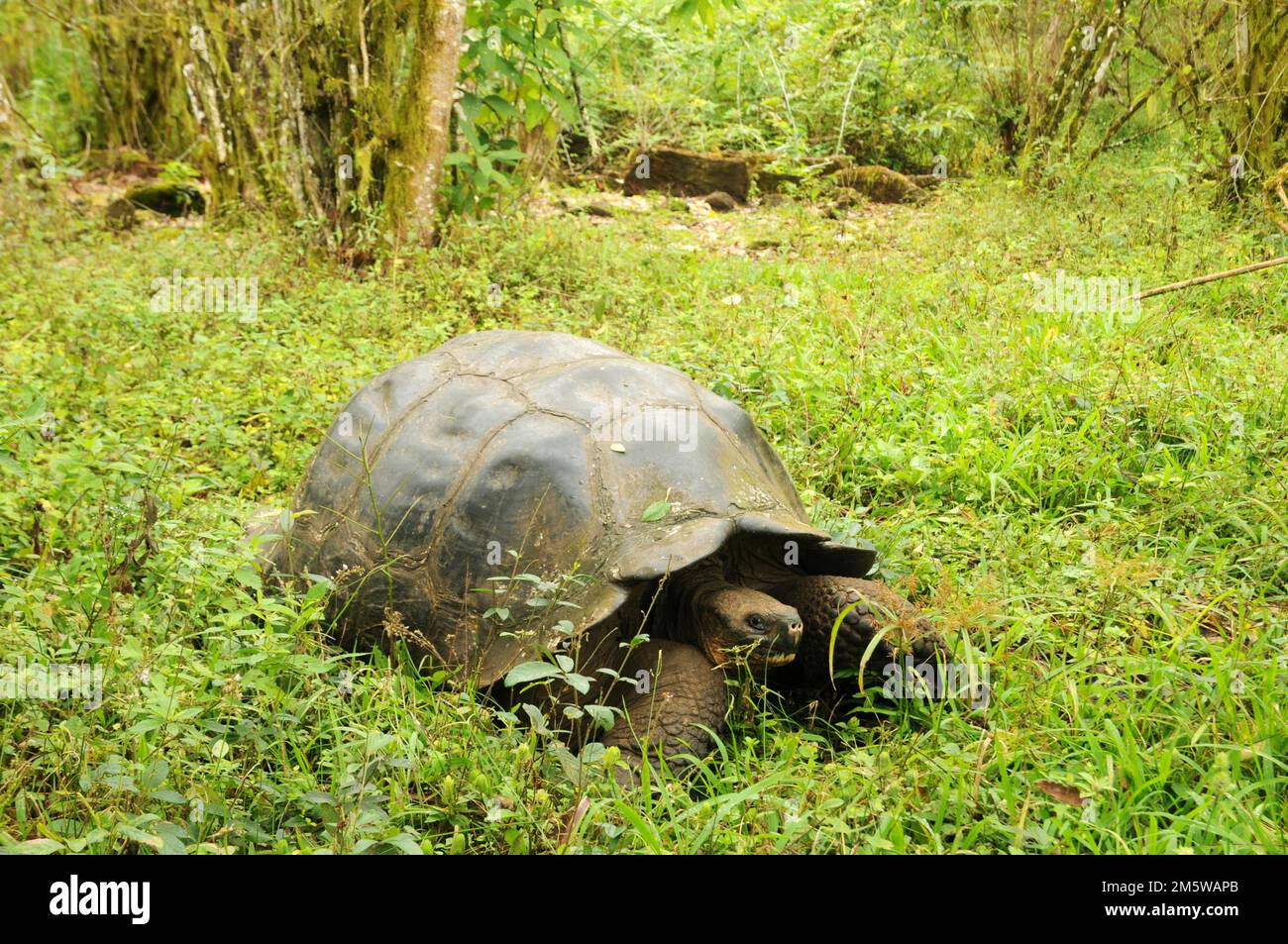 Giant tortoise eating grass in Galapagos, Ecuador Stock Photo - Alamy