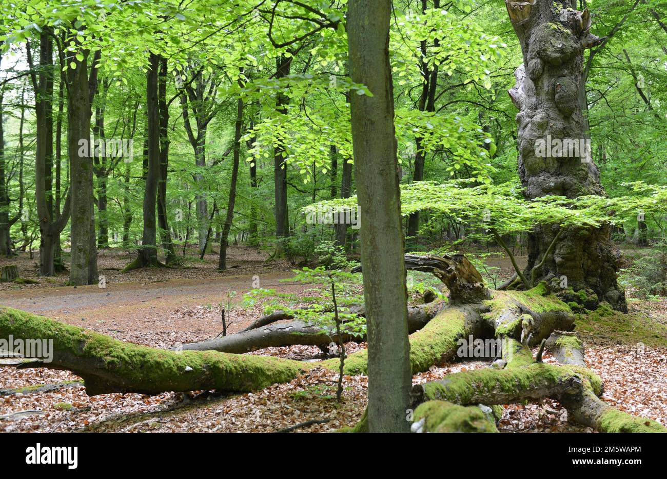 Old beech (Fagus) in the primeval forest on the Darss peninsula ...