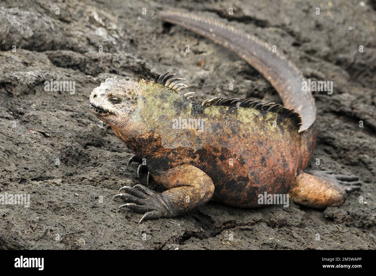 Sea lizard on lava rock in Galapagos, Ecuador Stock Photo - Alamy