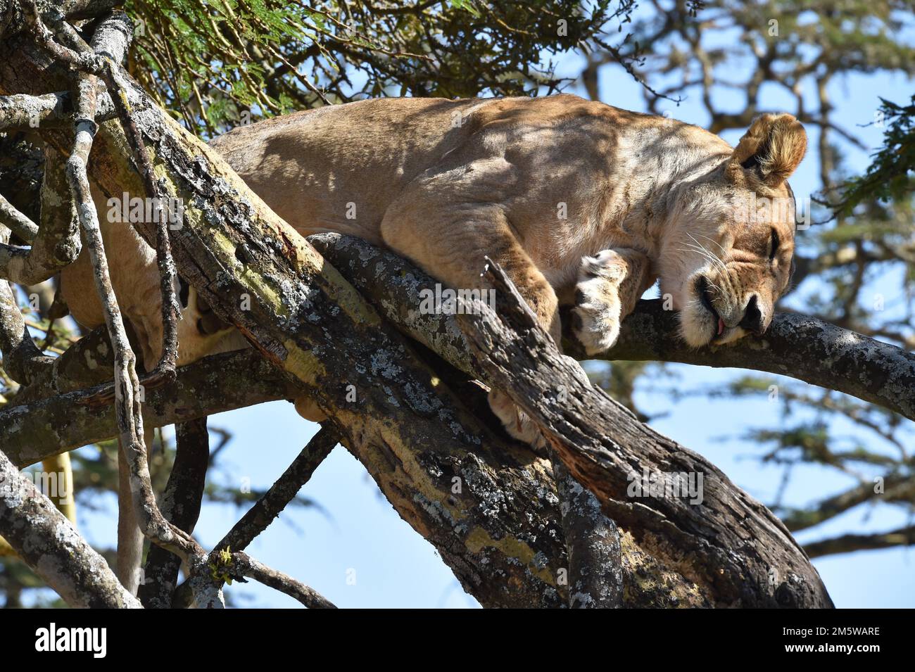 Lion (Panthera leo) on a tree in Africa, Kenya Stock Photo - Alamy