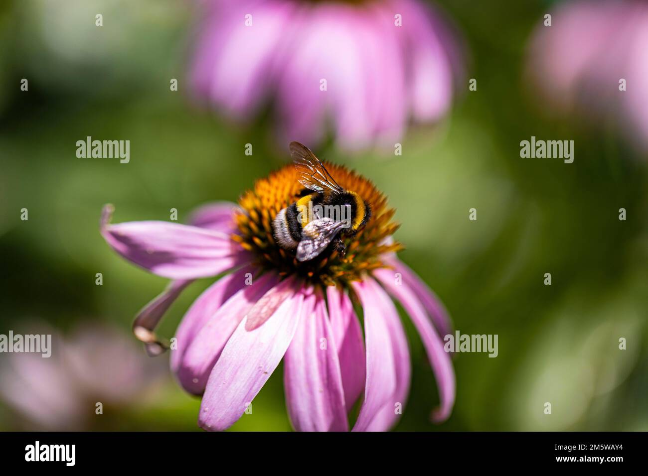 Large earth bumblebee (Bombus terrestris) on purple cone flower ...