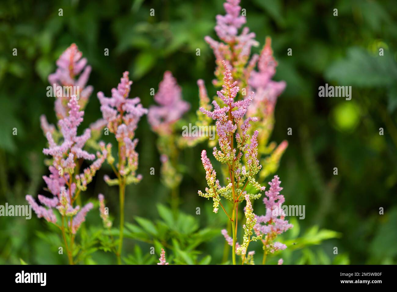 Tall false-buck's-beard (Astilbe chinensis), close-up, Lower Austria ...