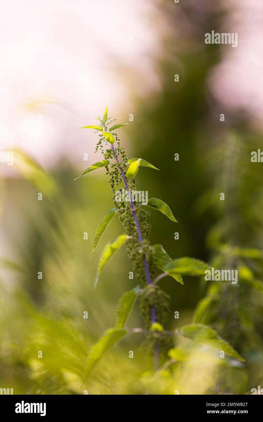 Flowering stinging nettle (Urtica), close-up, Lower Austria, Austria ...