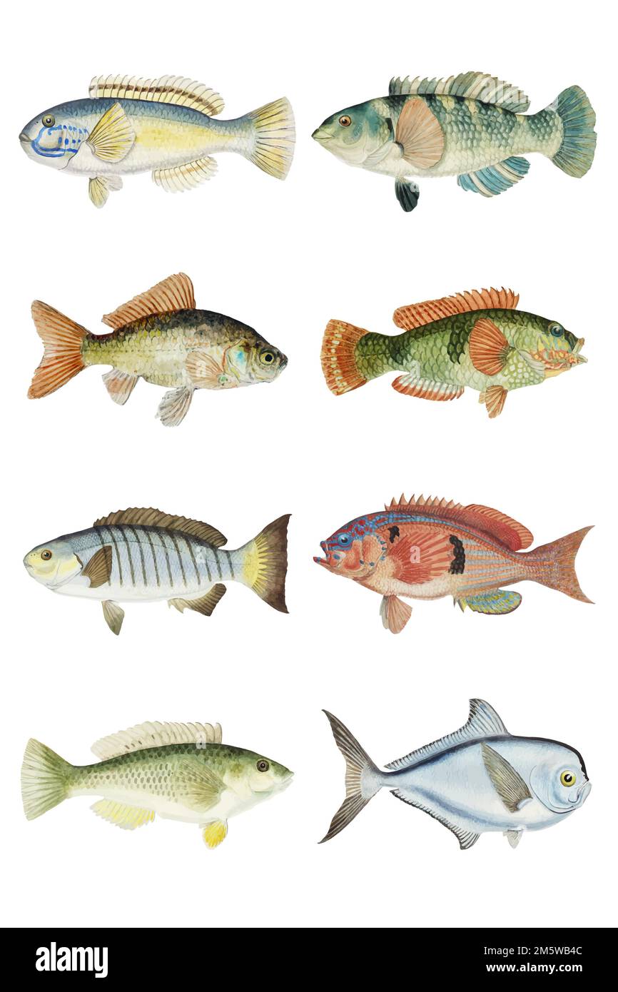 Wrasse vector vectors hi-res stock photography and images - Alamy