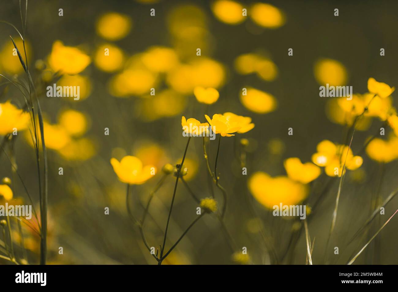 Flowering buttercup (Ranunculus), close-up, Lower Austria, Austria ...