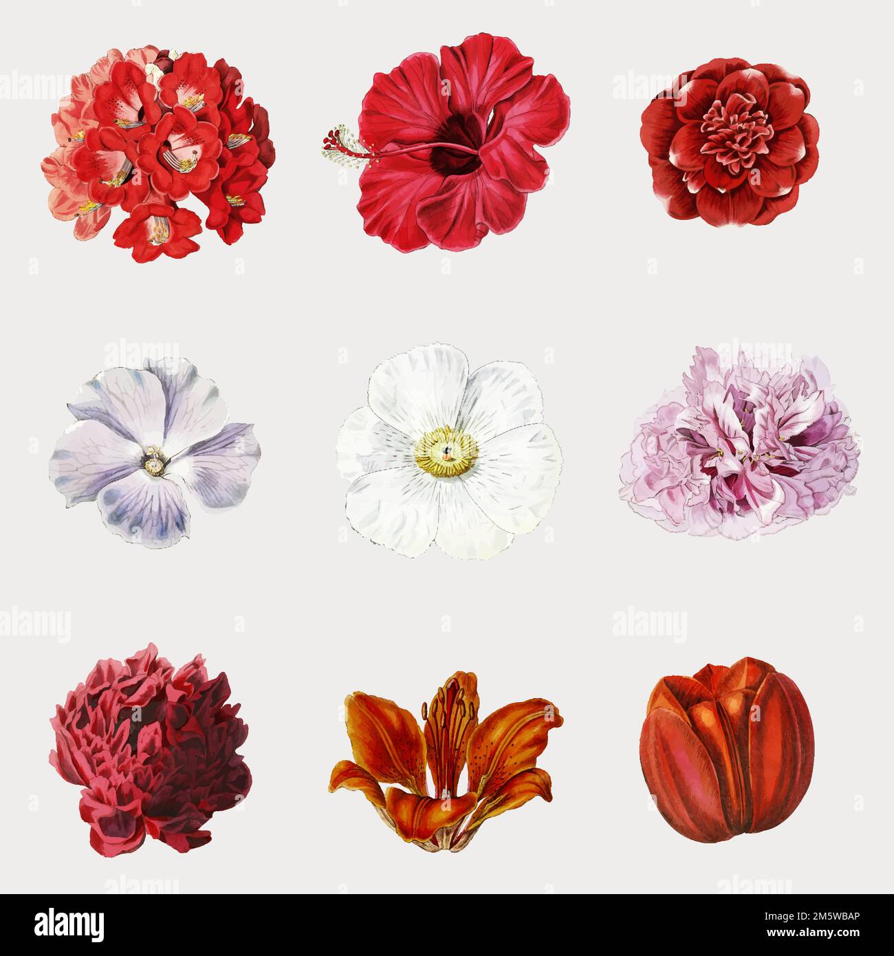 Colorful blooming flowers set vector close up Stock Vector Image & Art ...