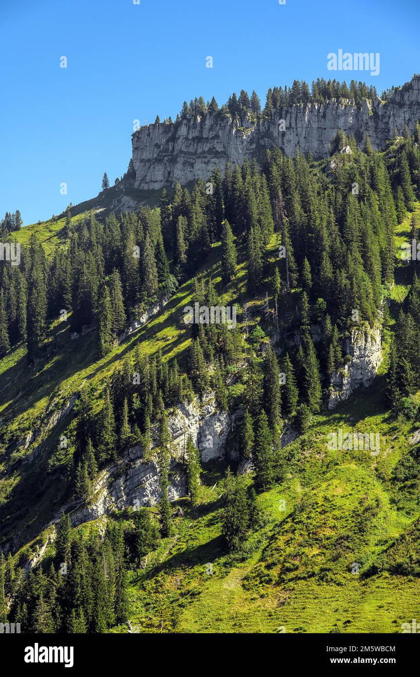 Mountain with rocks and coniferous forest in the Balderschwanger Valley ...