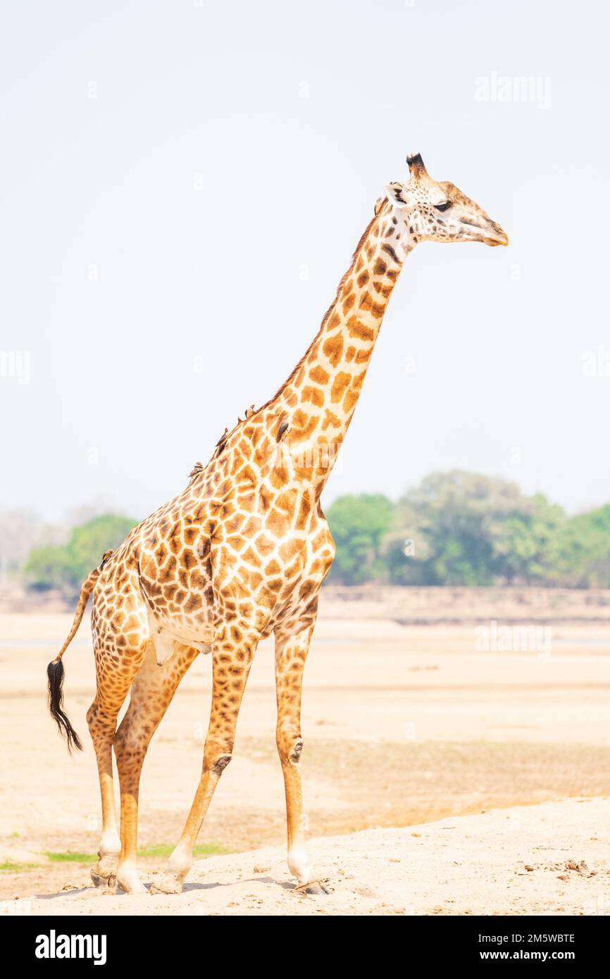 A portrait of a thornicroft's giraffe in south luangwa , Zambia Stock ...