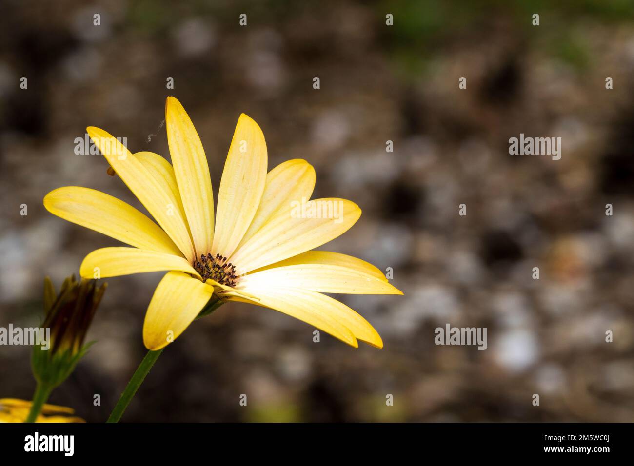 A closeup of the delicate yellow flowerhead and bud of Cape marguerite ...
