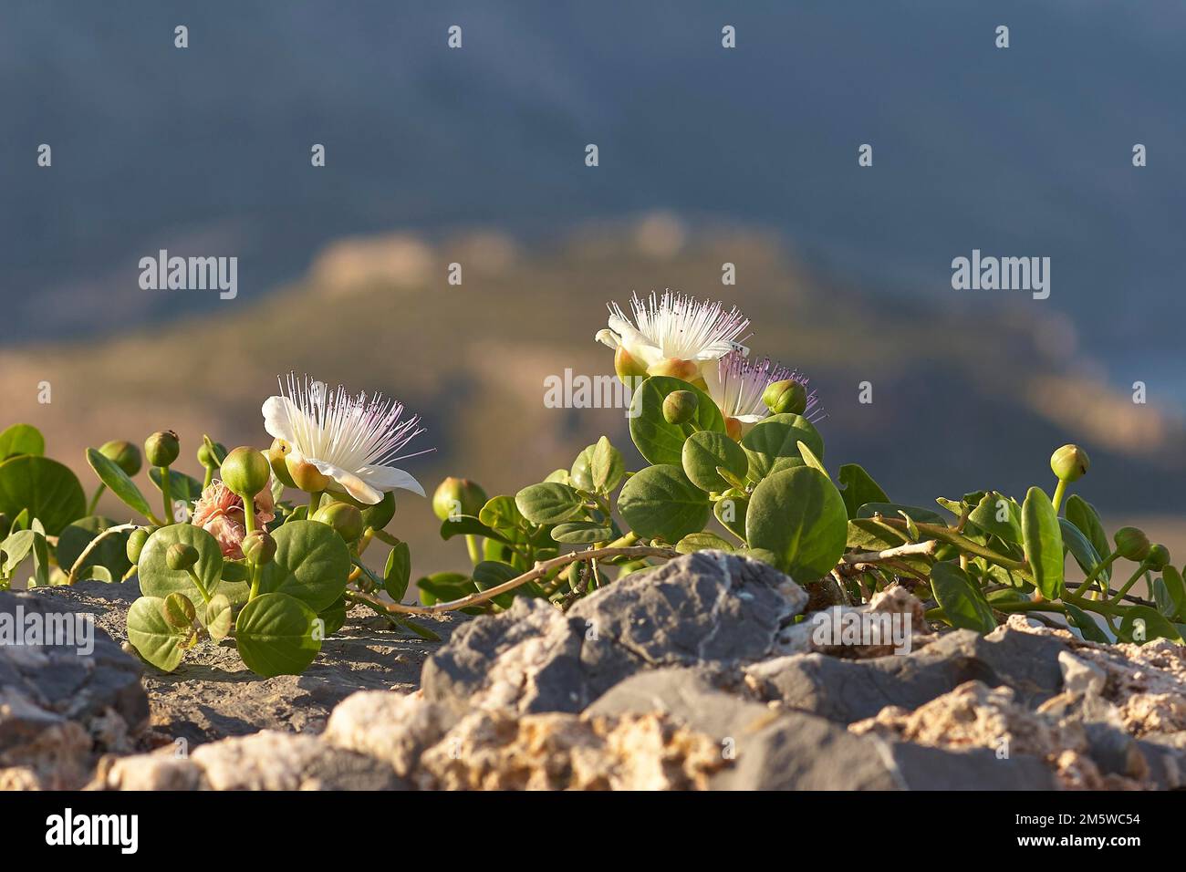 Flowering capers (capparis Flores), Gramvoussa Peninsula, Pirate's Bay ...