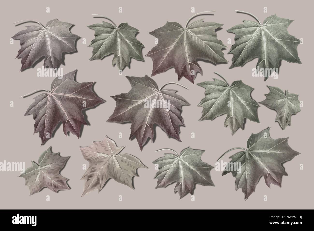 Hand drawn autumn maple leaf collection vector Stock Vector Image & Art ...